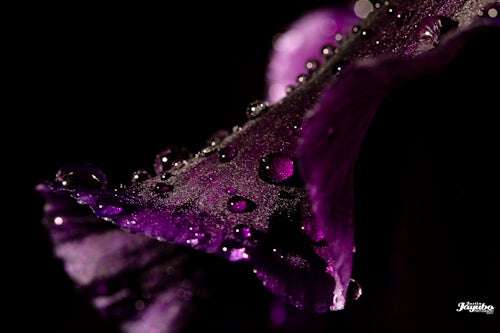 Flower Photography - Printique, An Adorama Company