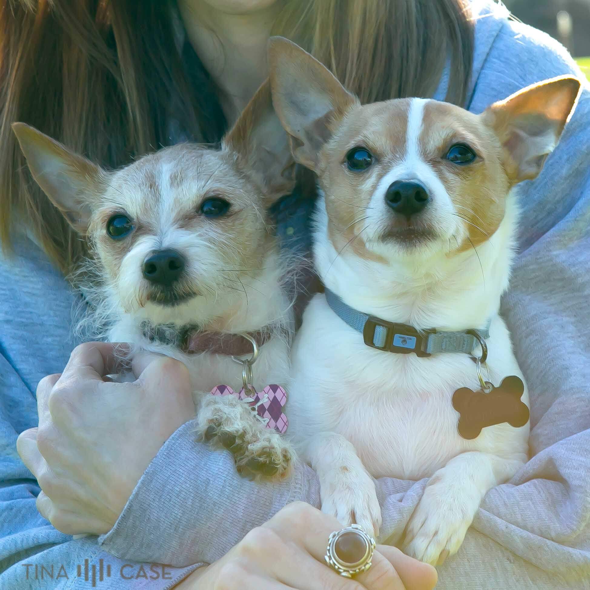 7 Tips and Tricks for Picture Perfect Pets