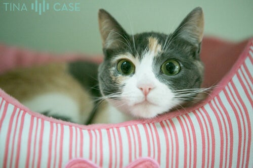 7 Tips and Tricks for Picture Perfect Pets