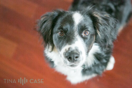 7 Tips and Tricks for Picture Perfect Pets