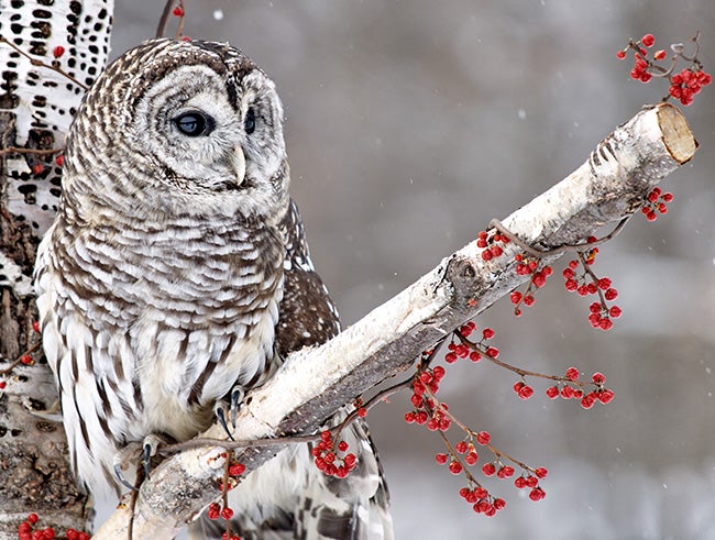 Photographing Wildlife in Winter : 5 tips