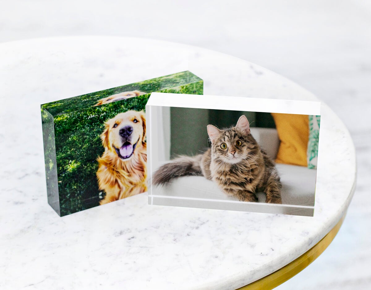 15 Must-Have Poses with Your Pets - Printique, An Adorama Company