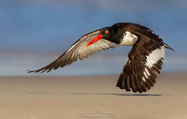 Photography 101: Wildlife Photography - Printique