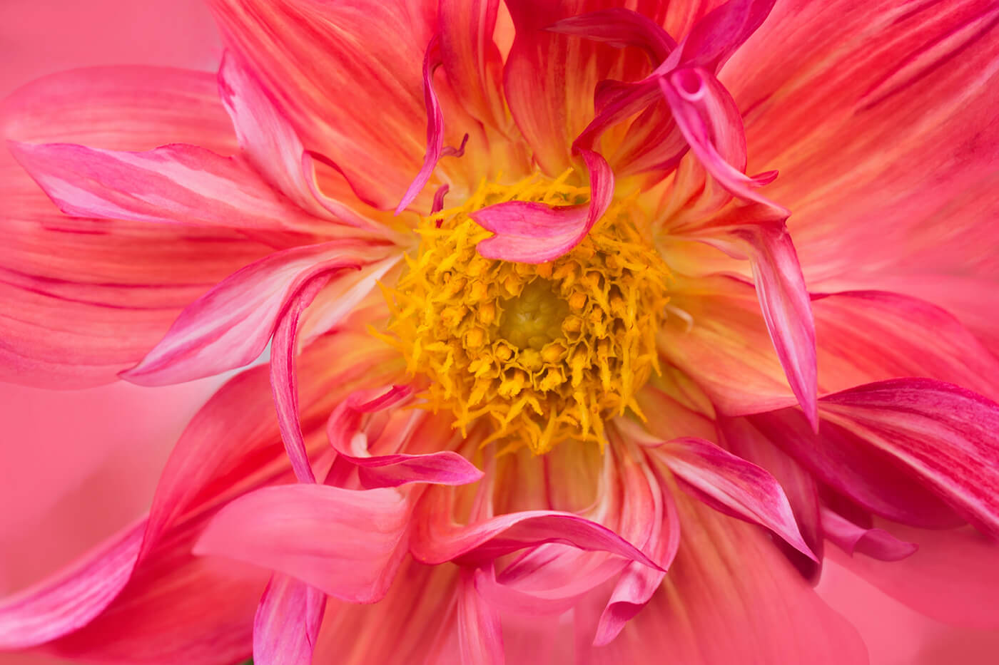 5 Macro Flower Photography Tips - Printique, An Adorama Company