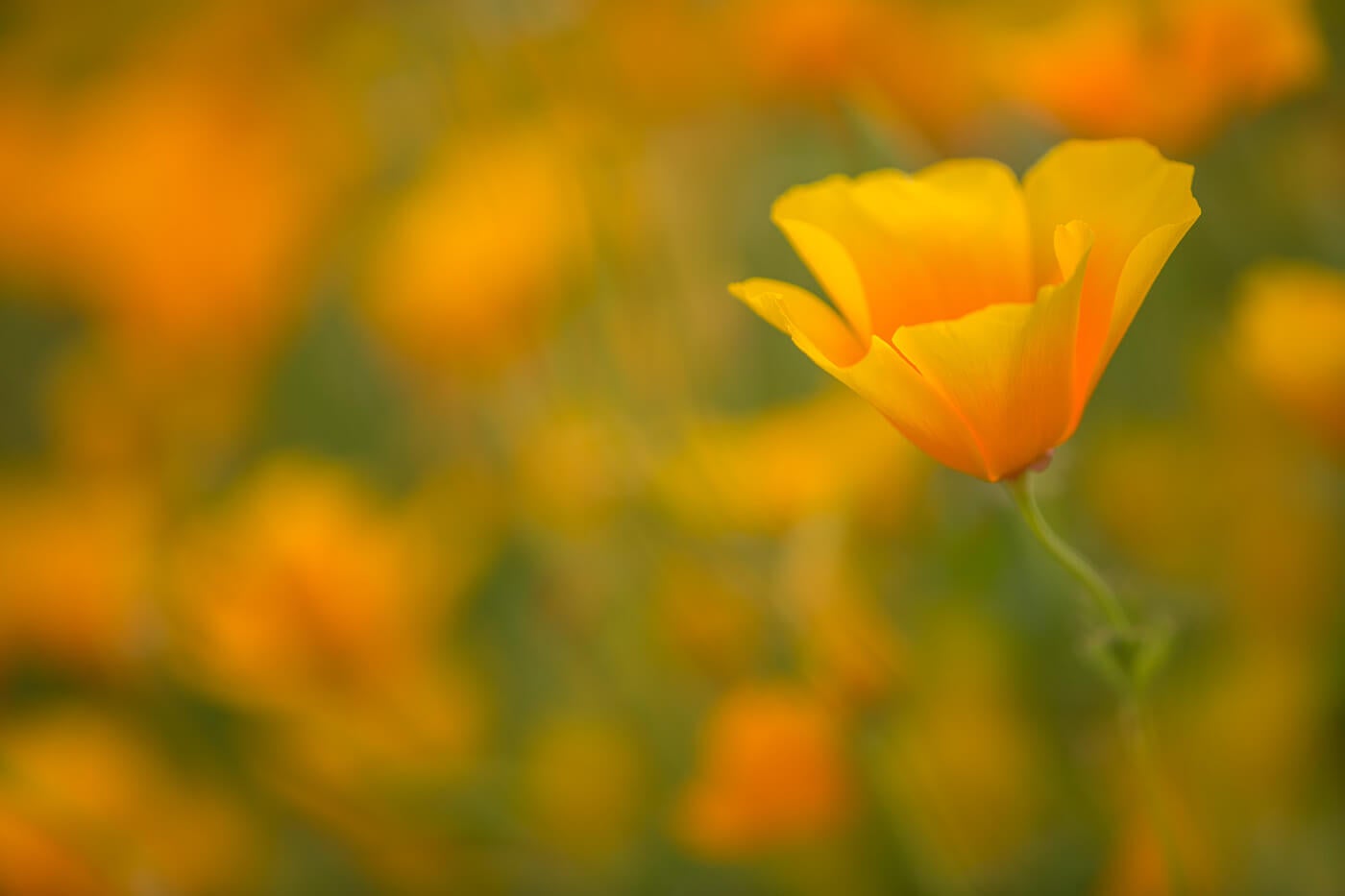 5 Macro Flower Photography Tips - Printique, An Adorama Company