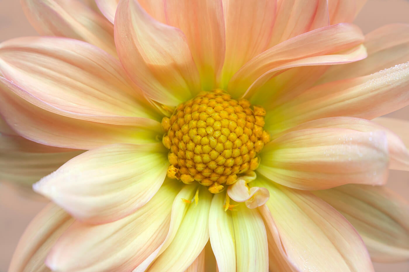 5 Macro Flower Photography Tips - Printique, An Adorama Company