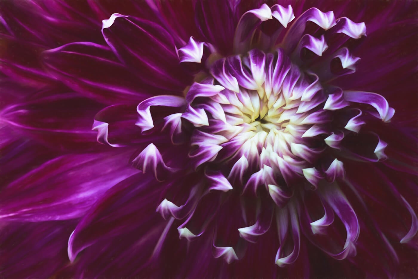 5 Macro Flower Photography Tips - Printique, An Adorama Company