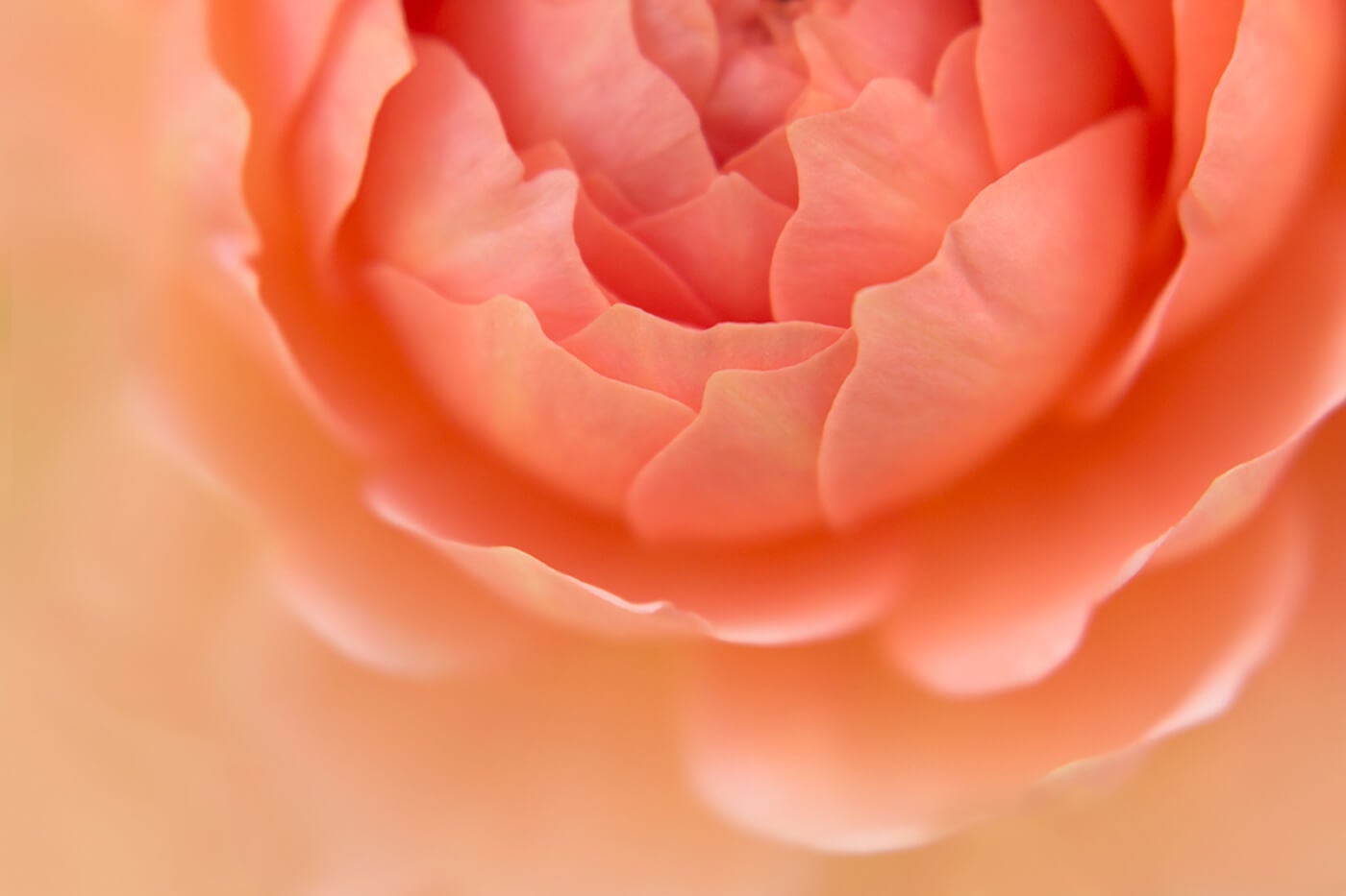 5 Macro Flower Photography Tips - Printique, An Adorama Company
