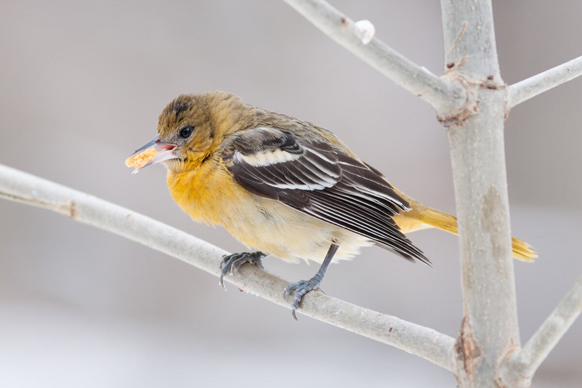 Photography 101: Bird Photography - Printique, An Adorama Company