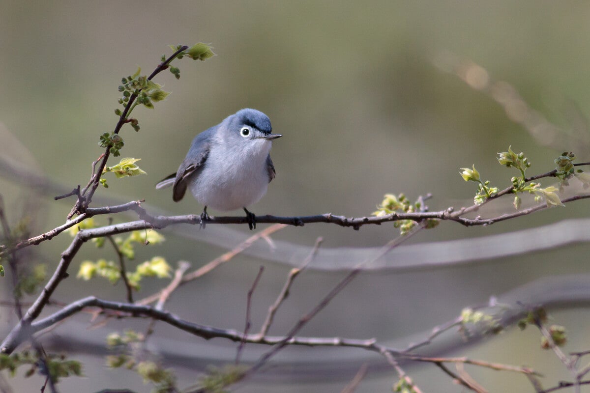 Photography 101: Bird Photography - Printique, An Adorama Company