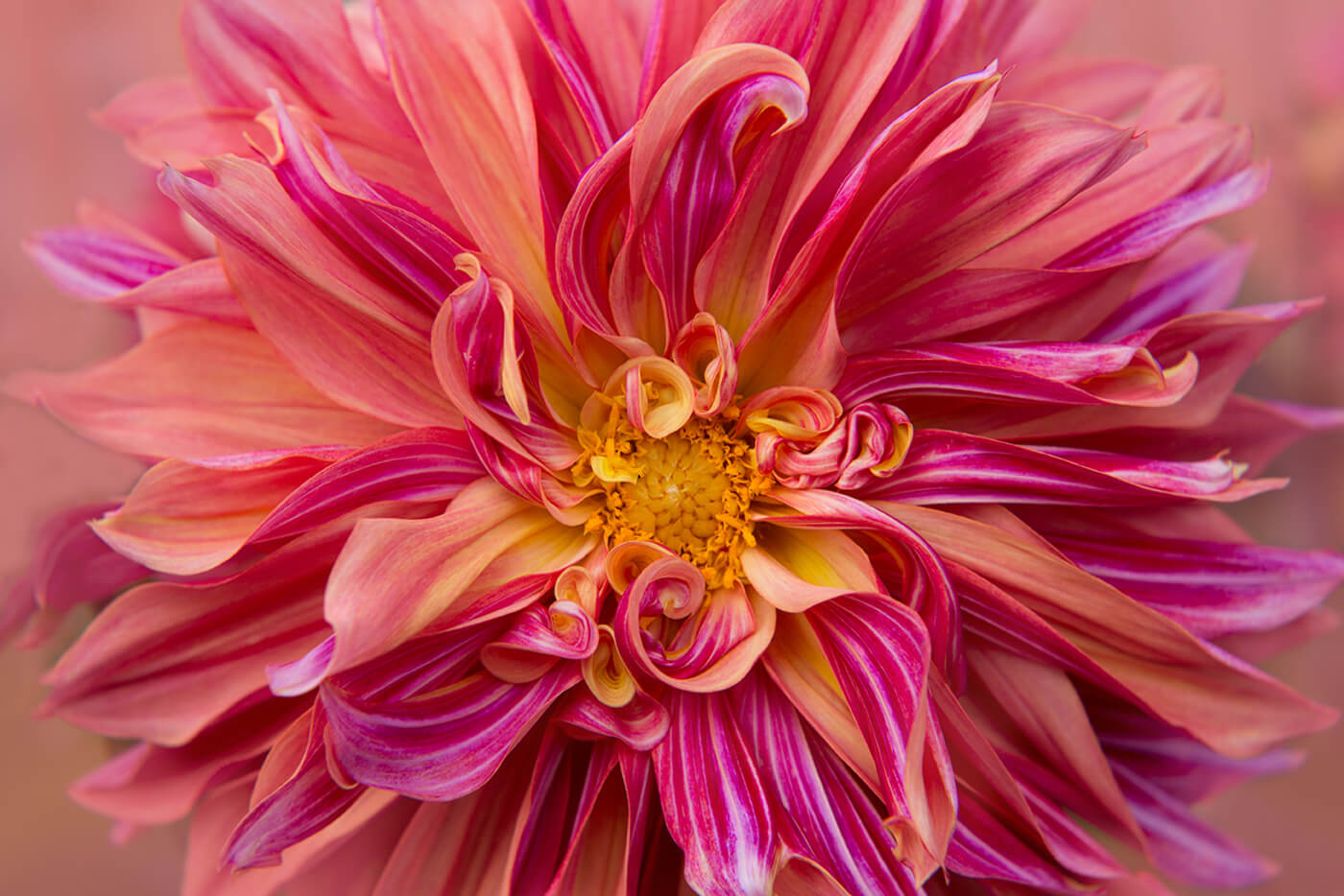 5 Macro Flower Photography Tips - Printique, An Adorama Company