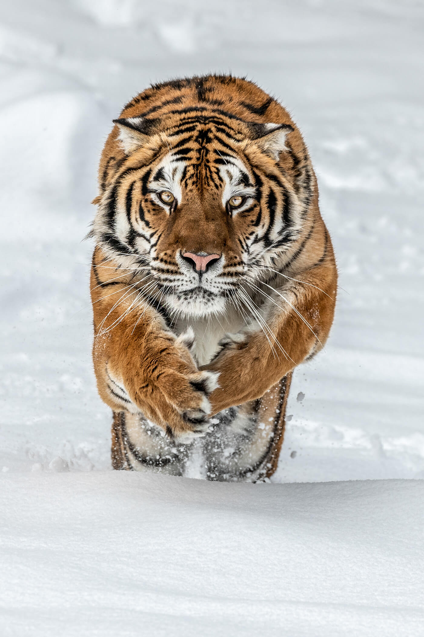 Your Best Shot 2019 Grand Prize Winner and Finalists - Printique, An ...