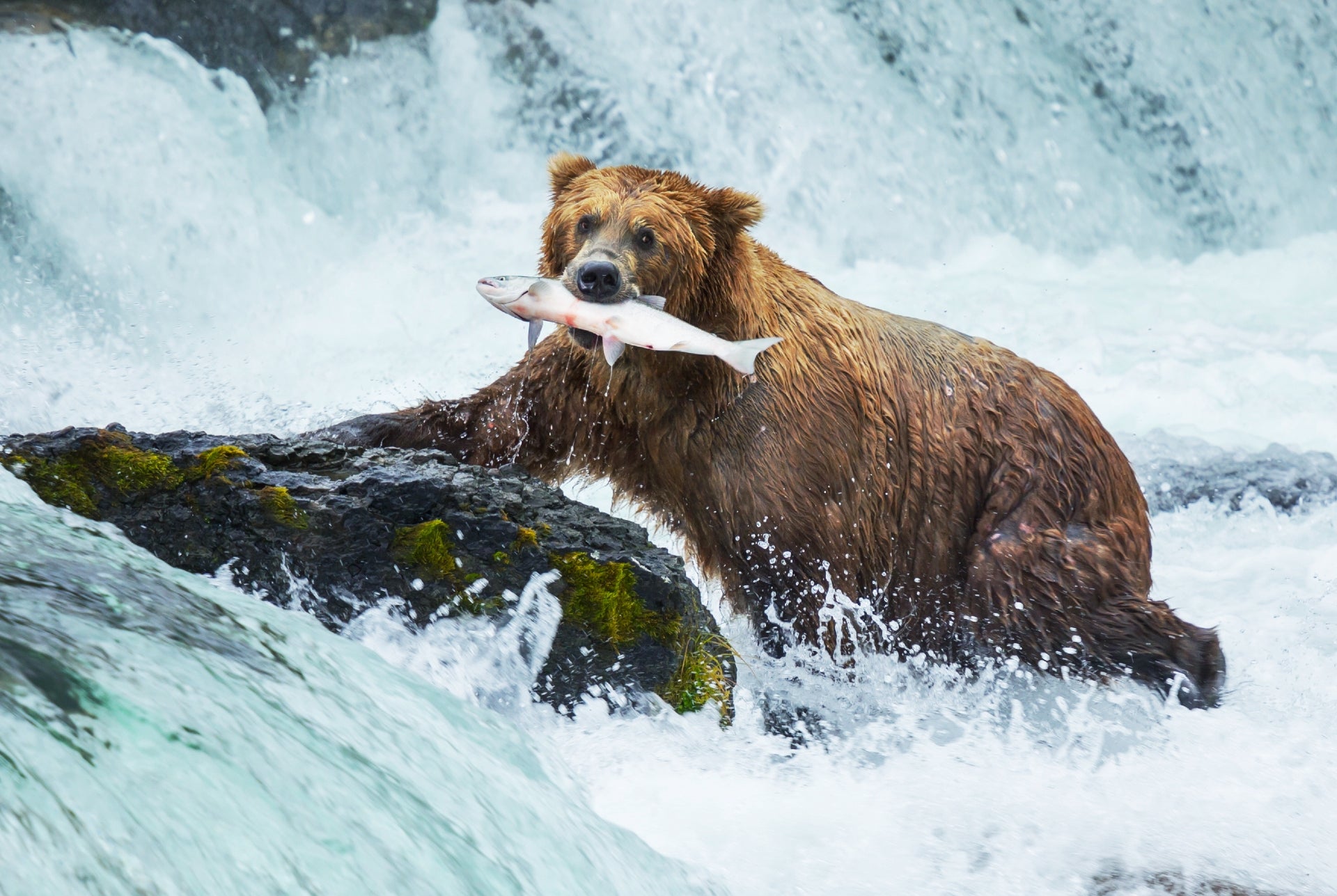 15 Wildlife Bucket List Must-Haves - Printique, An Adorama Company
