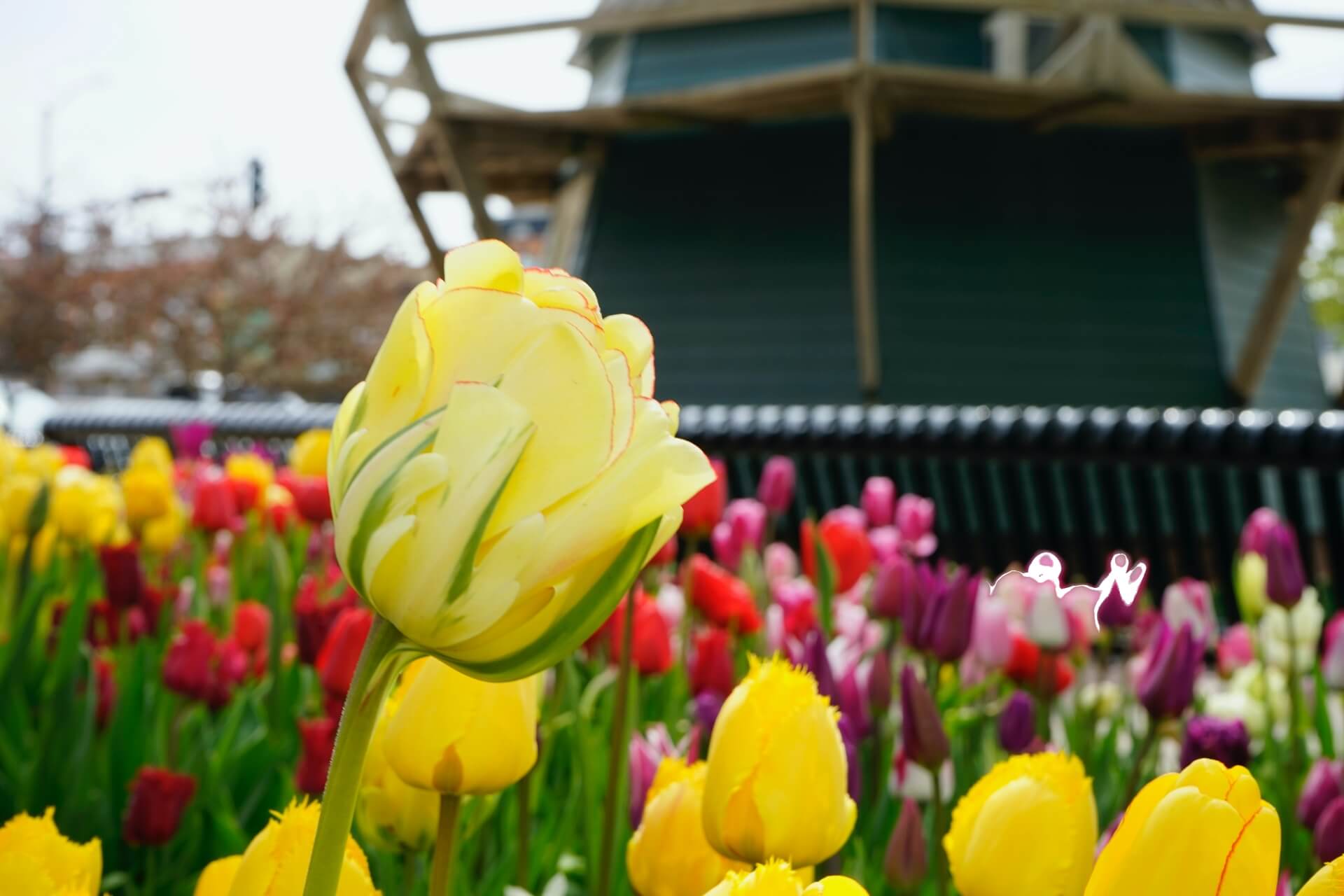 The Spring Photography Bucket List - Printique, An Adorama Company