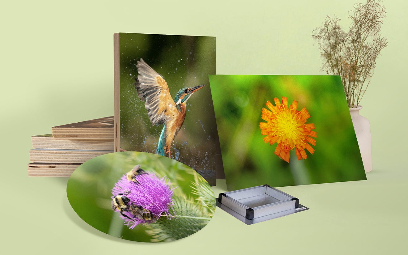 Explore The Wild Sale- Printique, An Adorama Company